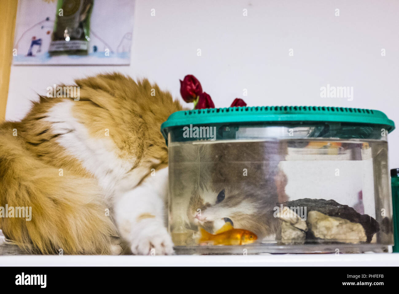 Chaton avec poisson rouge en aquarium Banque de photographies et d ...