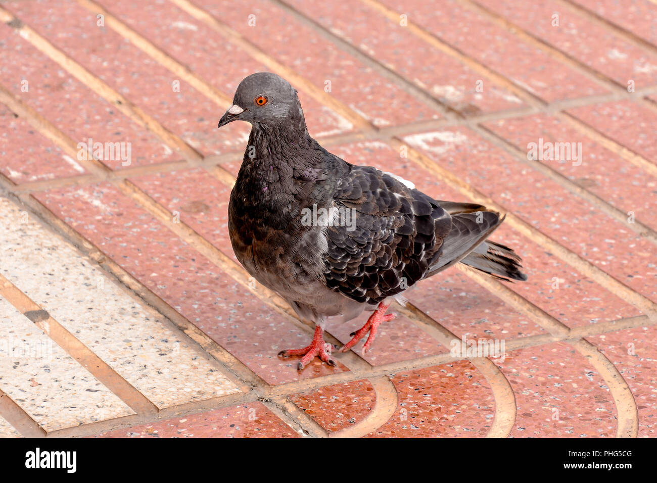 Oiseau sauvage pigeon Banque de photographies et d’images à haute ...