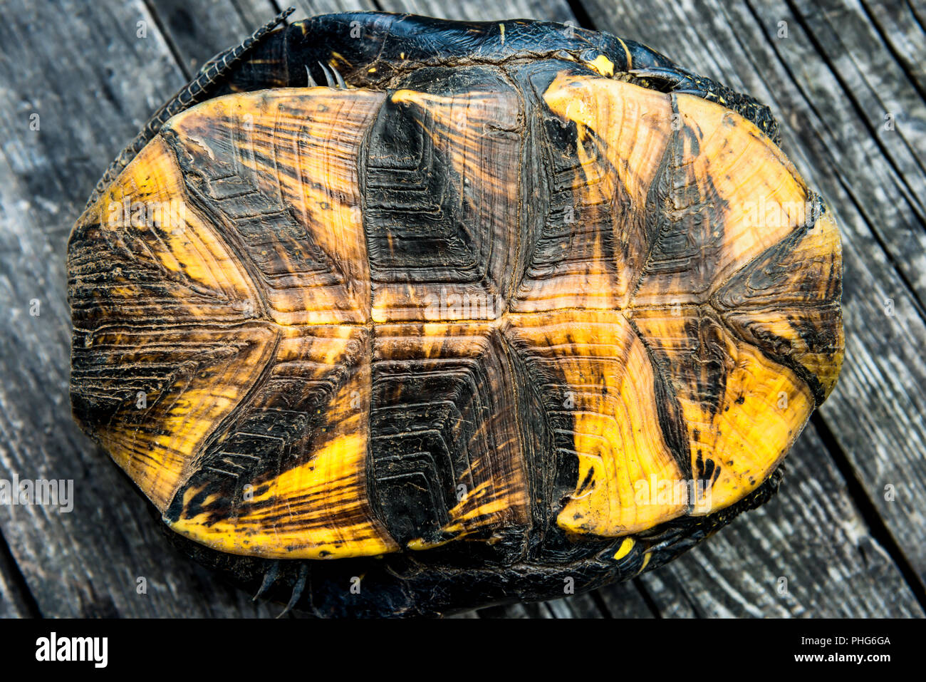 Carapace turtle Banque de photographies et d’images à haute résolution ...