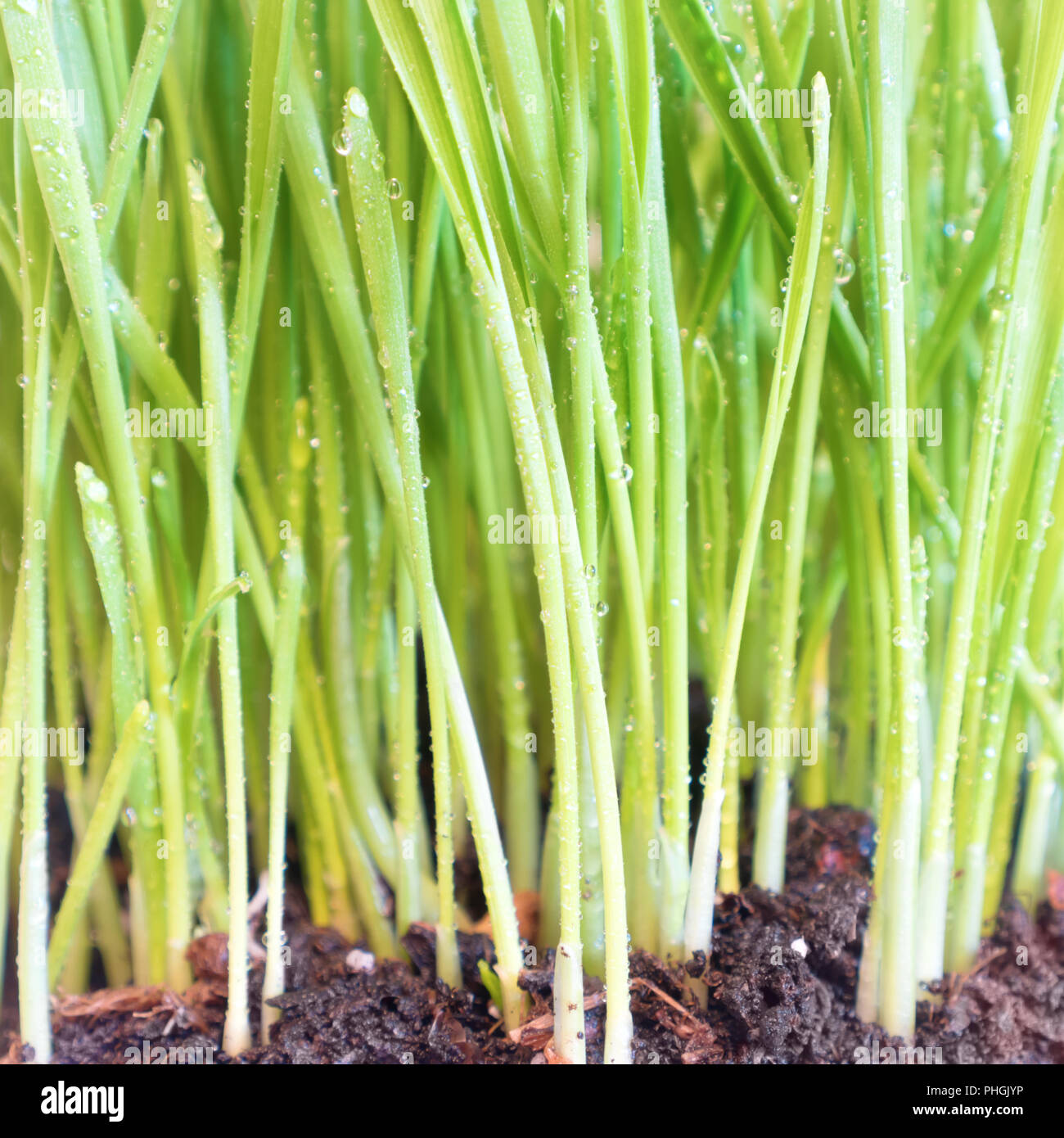 Herbe et sol Banque de photographies et d’images à haute résolution ...