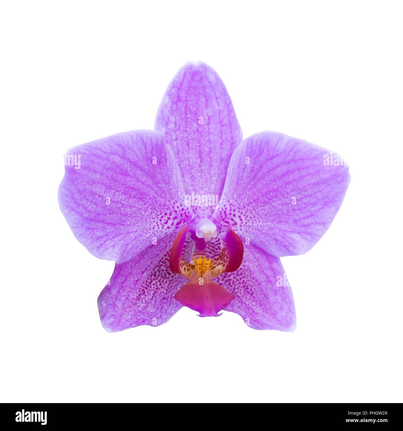 Forêt en vert frais Banque d'images détourées - Alamy