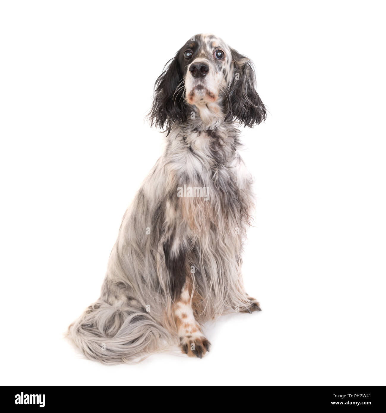 White english setter Banque de photographies et d’images à haute ...
