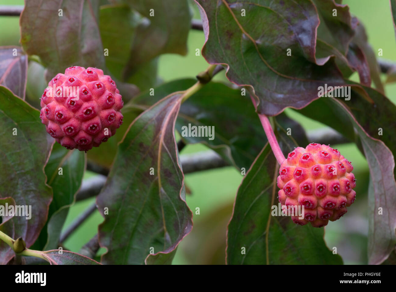 Cornus kousa fruit Banque de photographies et d’images à haute ...