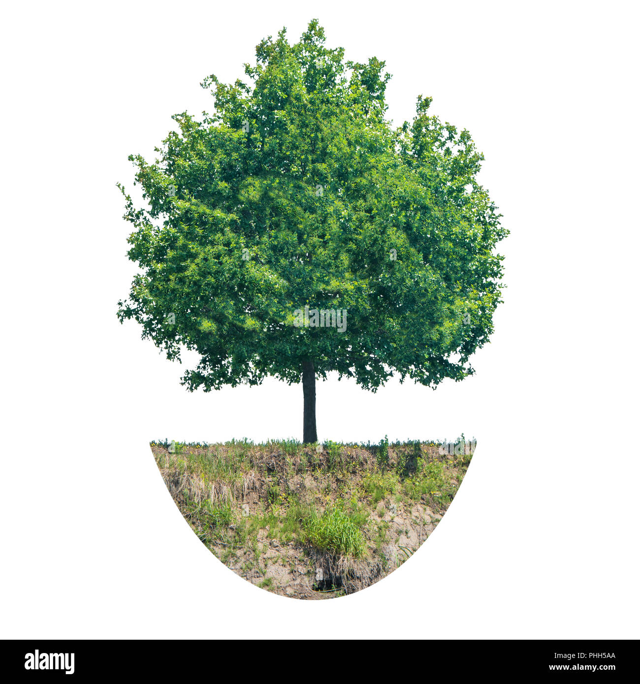 Arbre vert Banque d'images détourées - Alamy