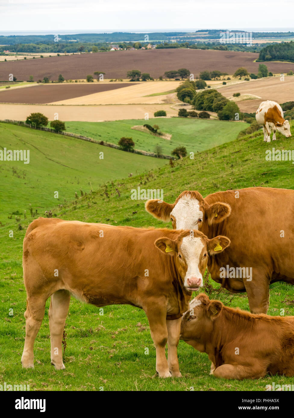 Vaches en ecosse Banque de photographies et d’images à haute résolution ...