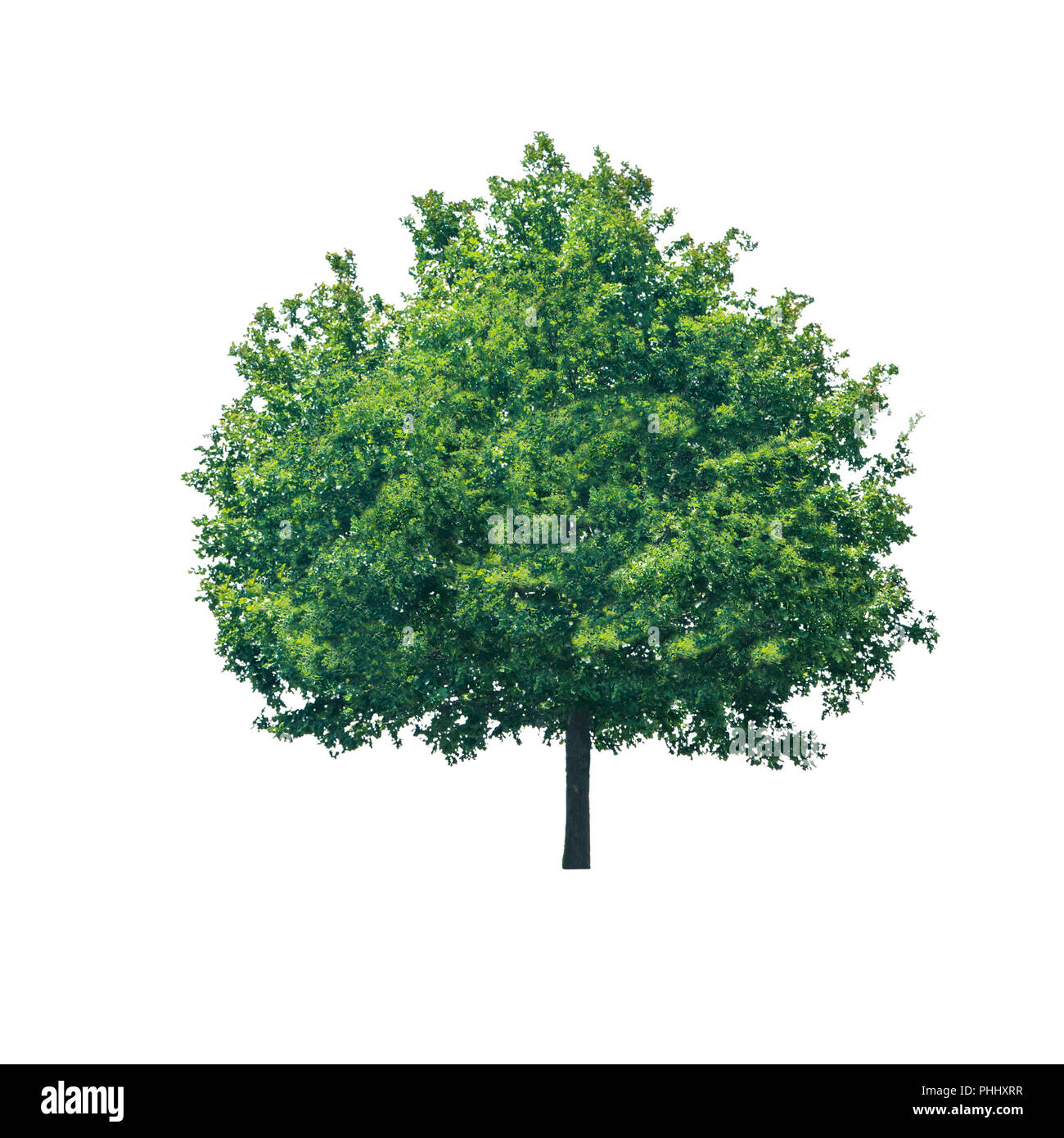 Arbre vert Banque d'images détourées - Alamy
