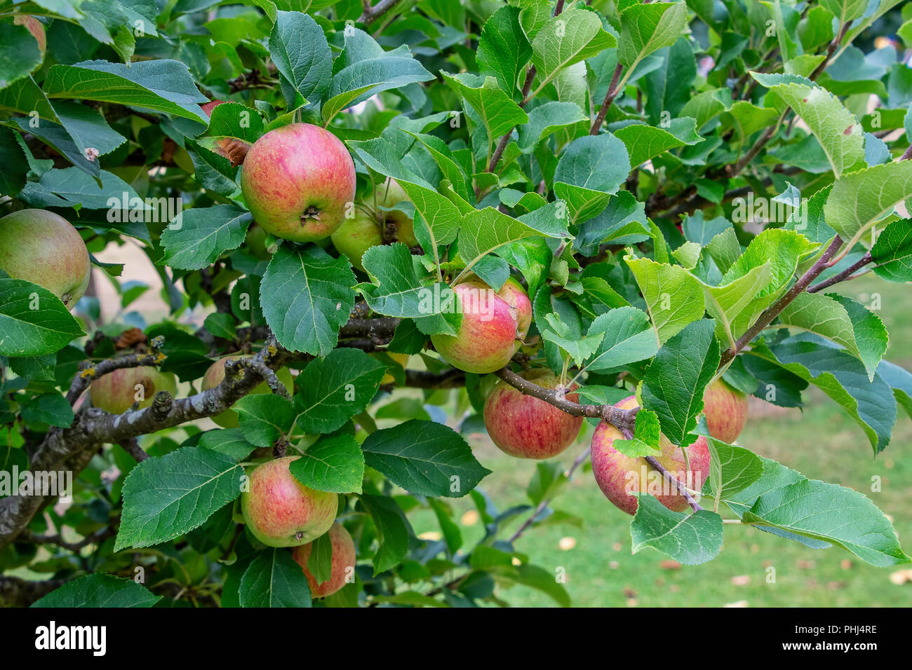 Pommes qui poussent sur les arbres Banque de photographies et d’images ...
