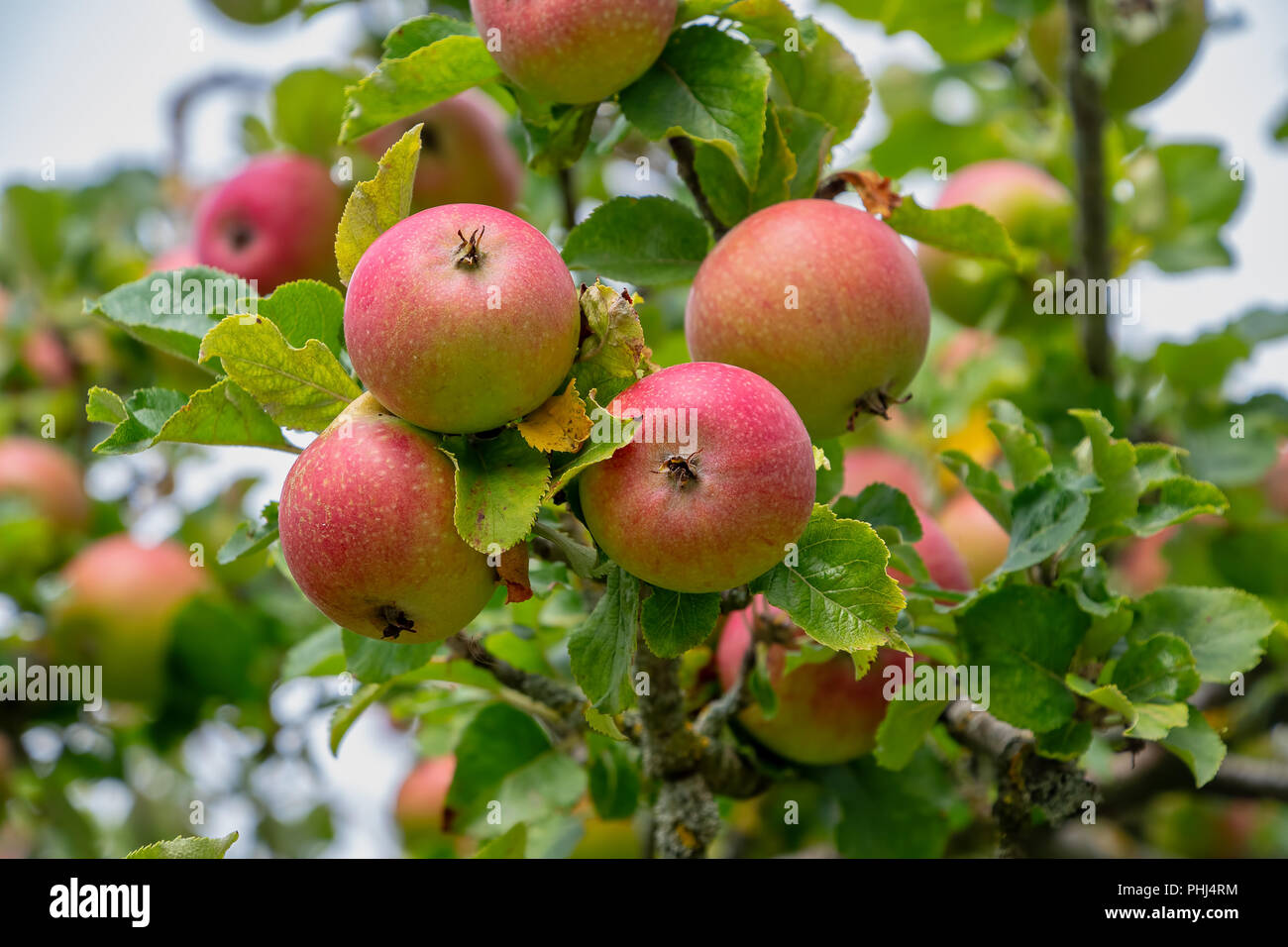 Pommes qui poussent sur les arbres Banque de photographies et d’images ...