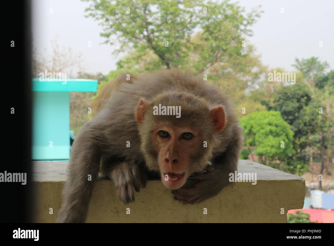 Indian monkey Banque de photographies et d’images à haute résolution - Alamy