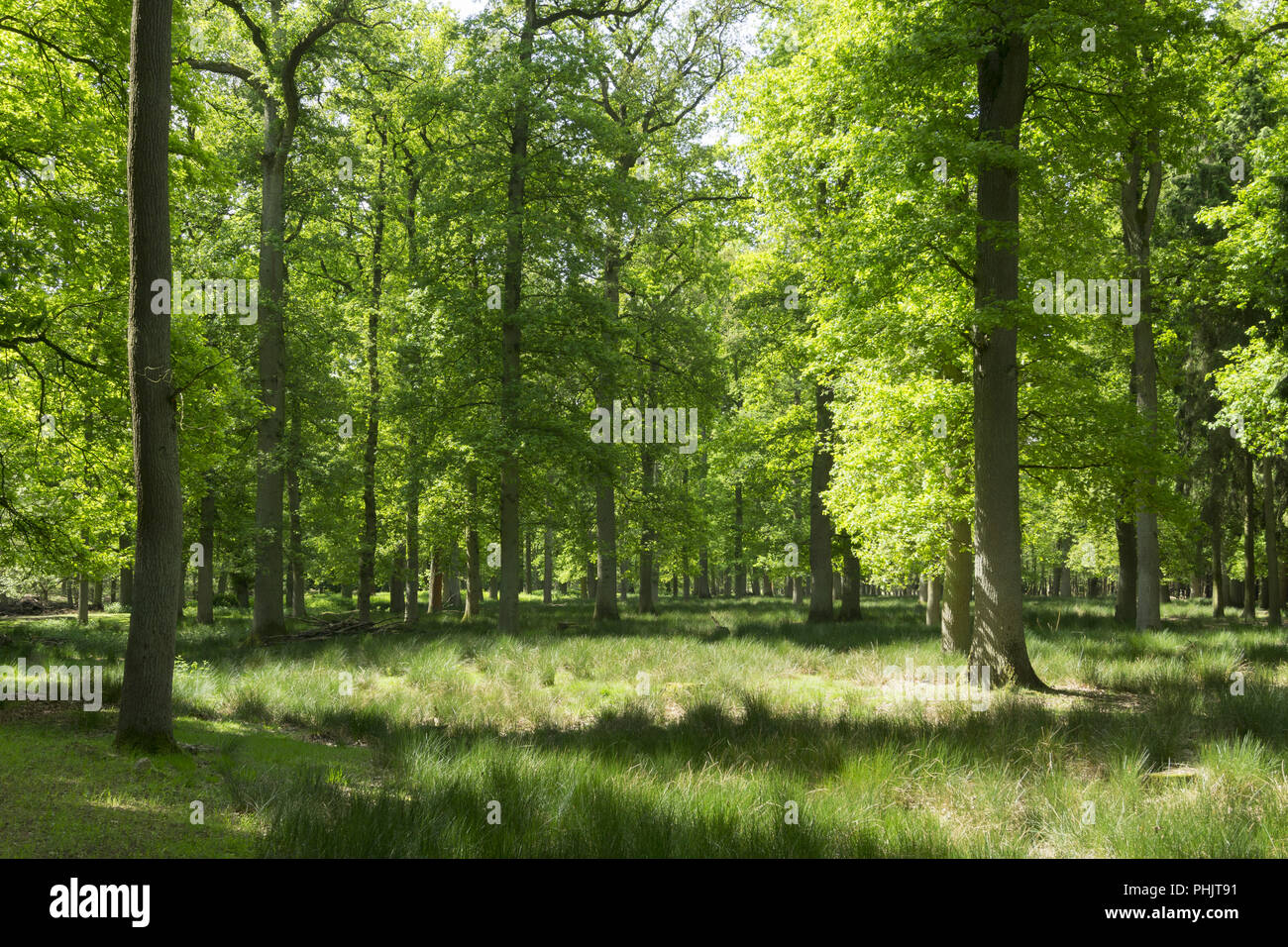 Forêt de marques Banque de photographies et d’images à haute résolution ...