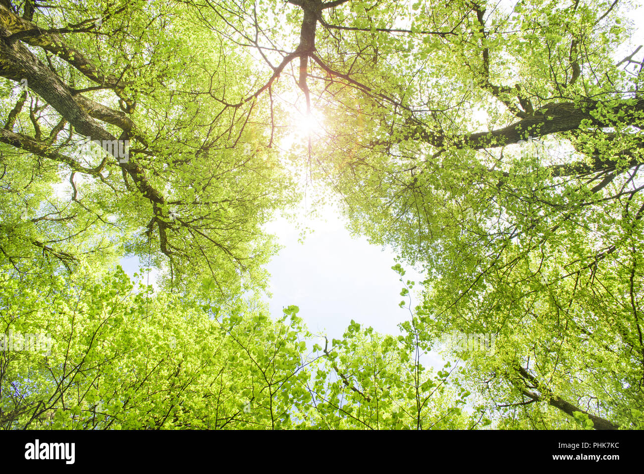 Vue sur la cime des arbres Banque d'image et photos - Alamy
