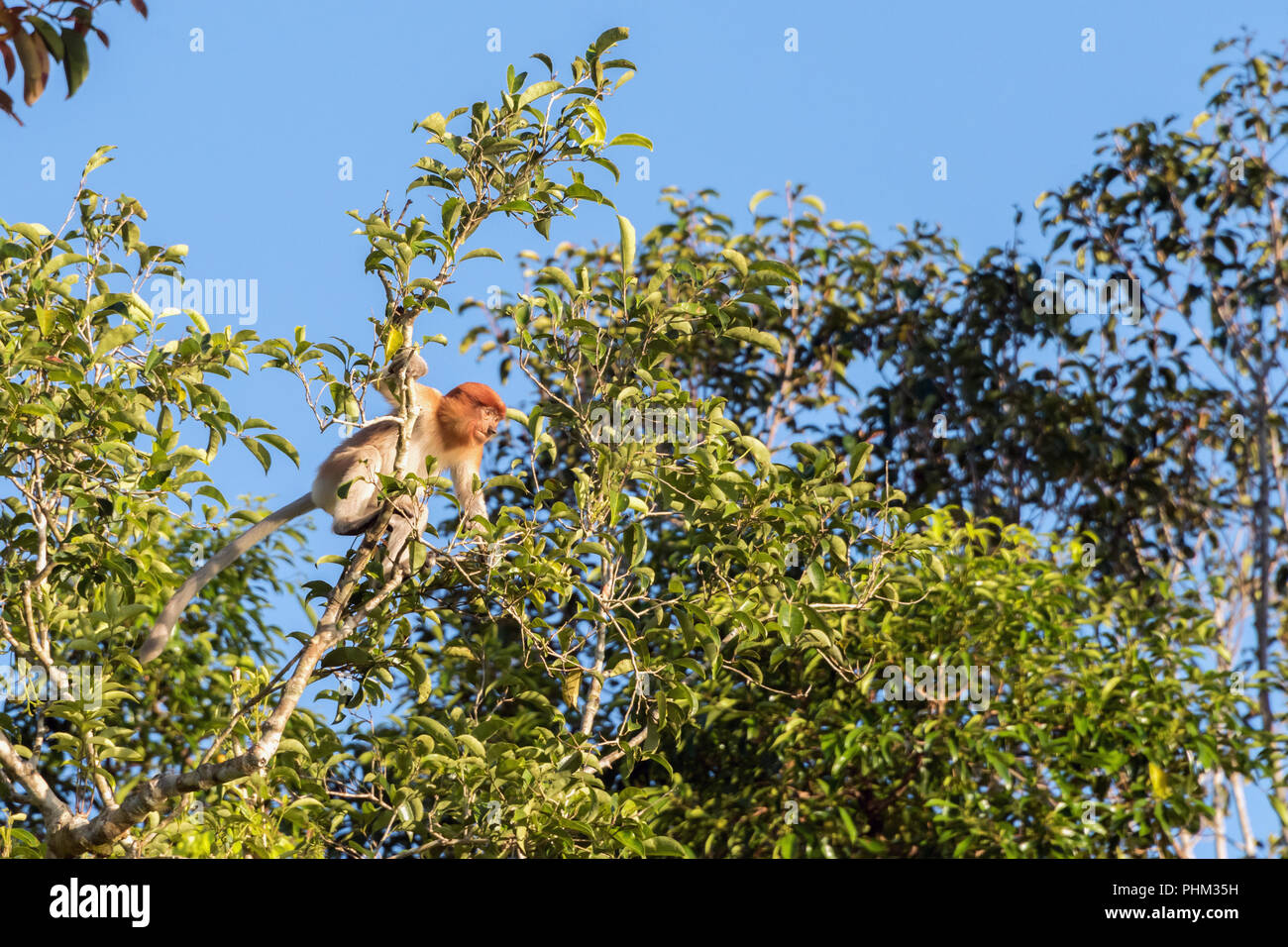 Les jeunes singes Proboscis (Nasalis larvatus) sur le point de lancer à ...