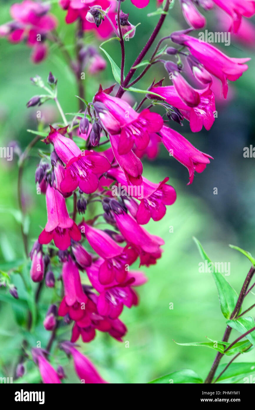 Langue seche Banque de photographies et d’images à haute résolution - Alamy