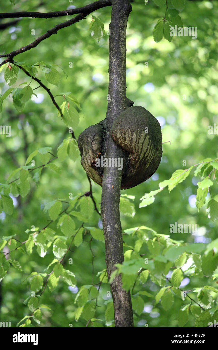 Maladie des arbres Banque de photographies et d’images à haute ...