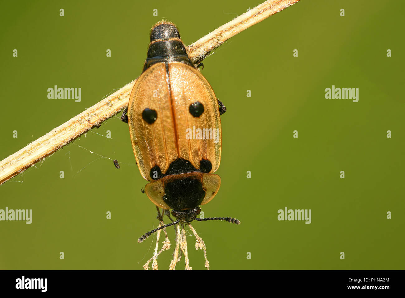 Carrion beetles Banque de photographies et d’images à haute résolution ...