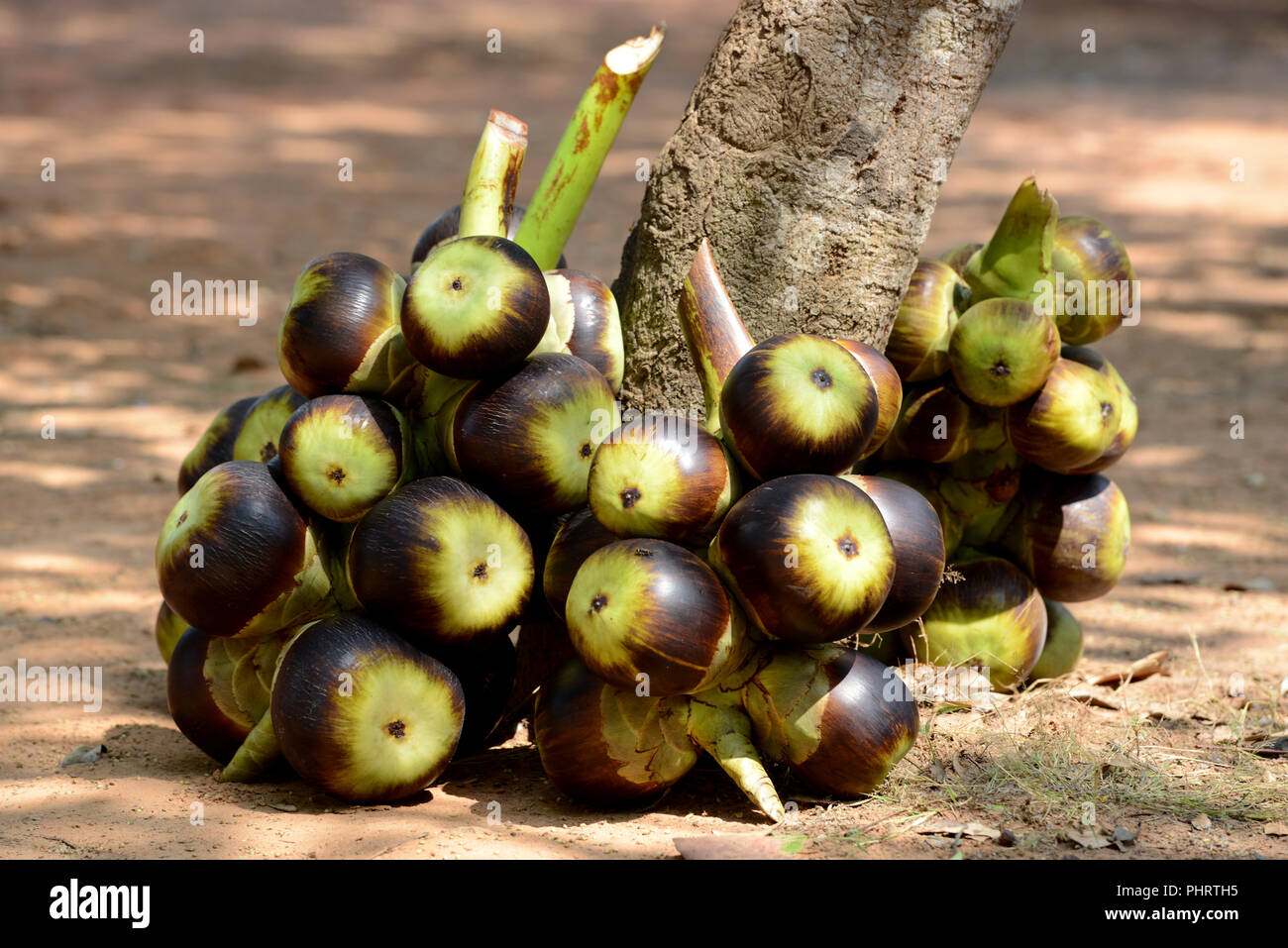 Cambodia fruit fruits Banque de photographies et d’images à haute ...