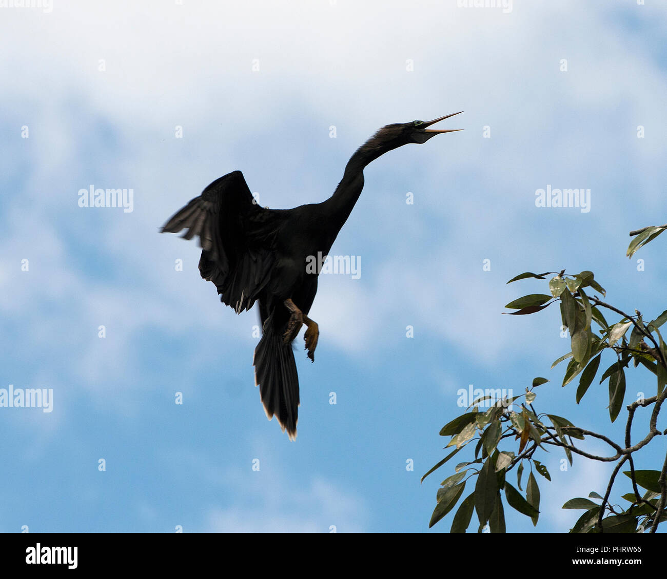 Oiseau anhinga Banque de photographies et d’images à haute résolution ...