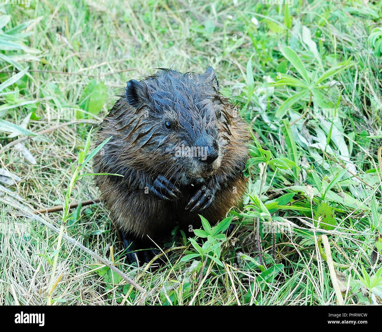 Baby beaver Banque de photographies et d’images à haute résolution - Alamy