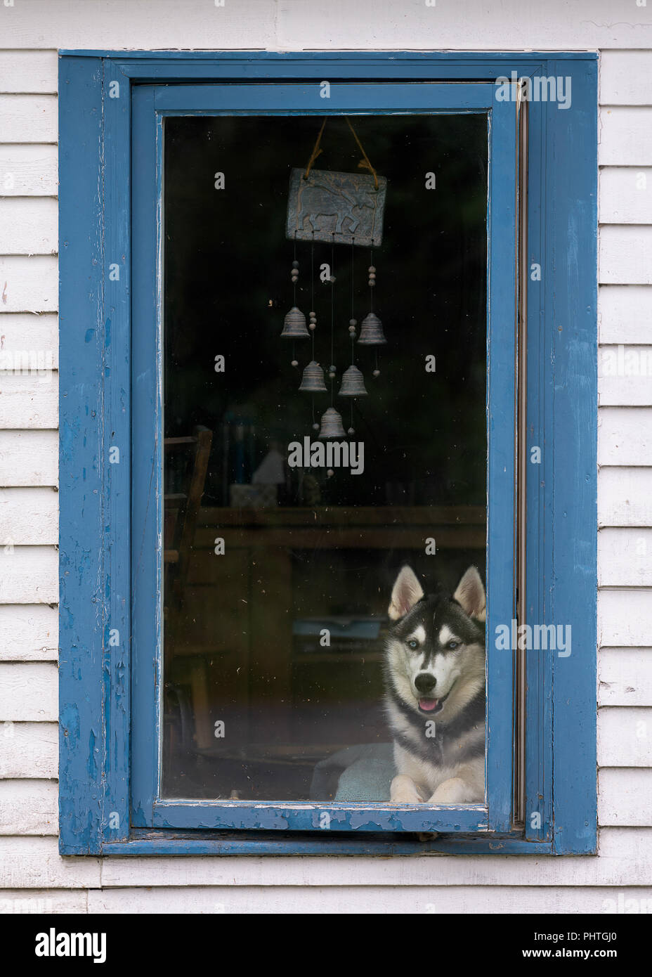 Husky alaskien Banque de photographies et d’images à haute résolution ...