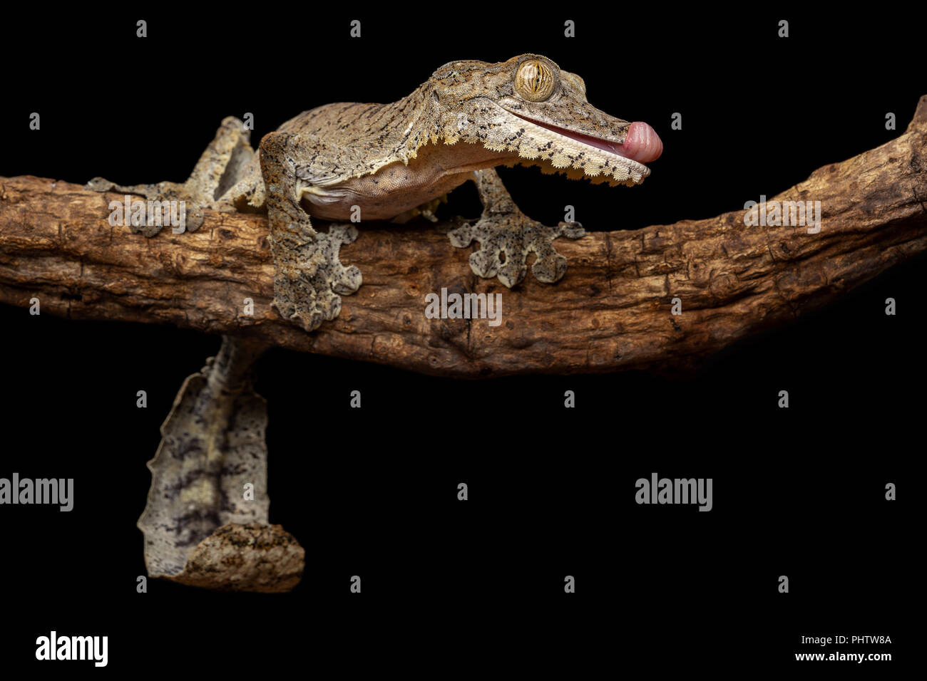 Uroplatus fimbriatus Banque de photographies et d’images à haute ...