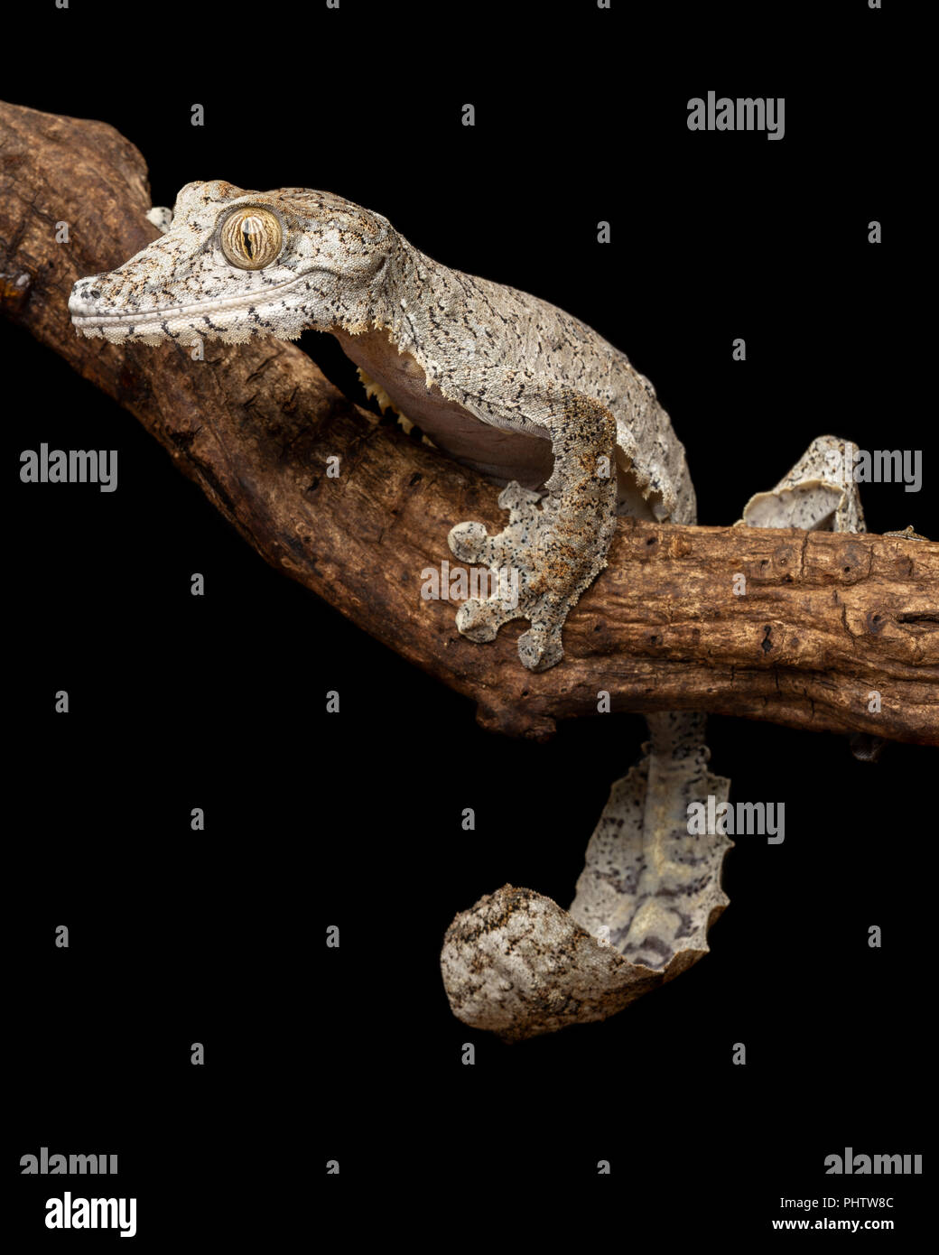 Uroplatus fimbriatus Banque de photographies et d’images à haute ...