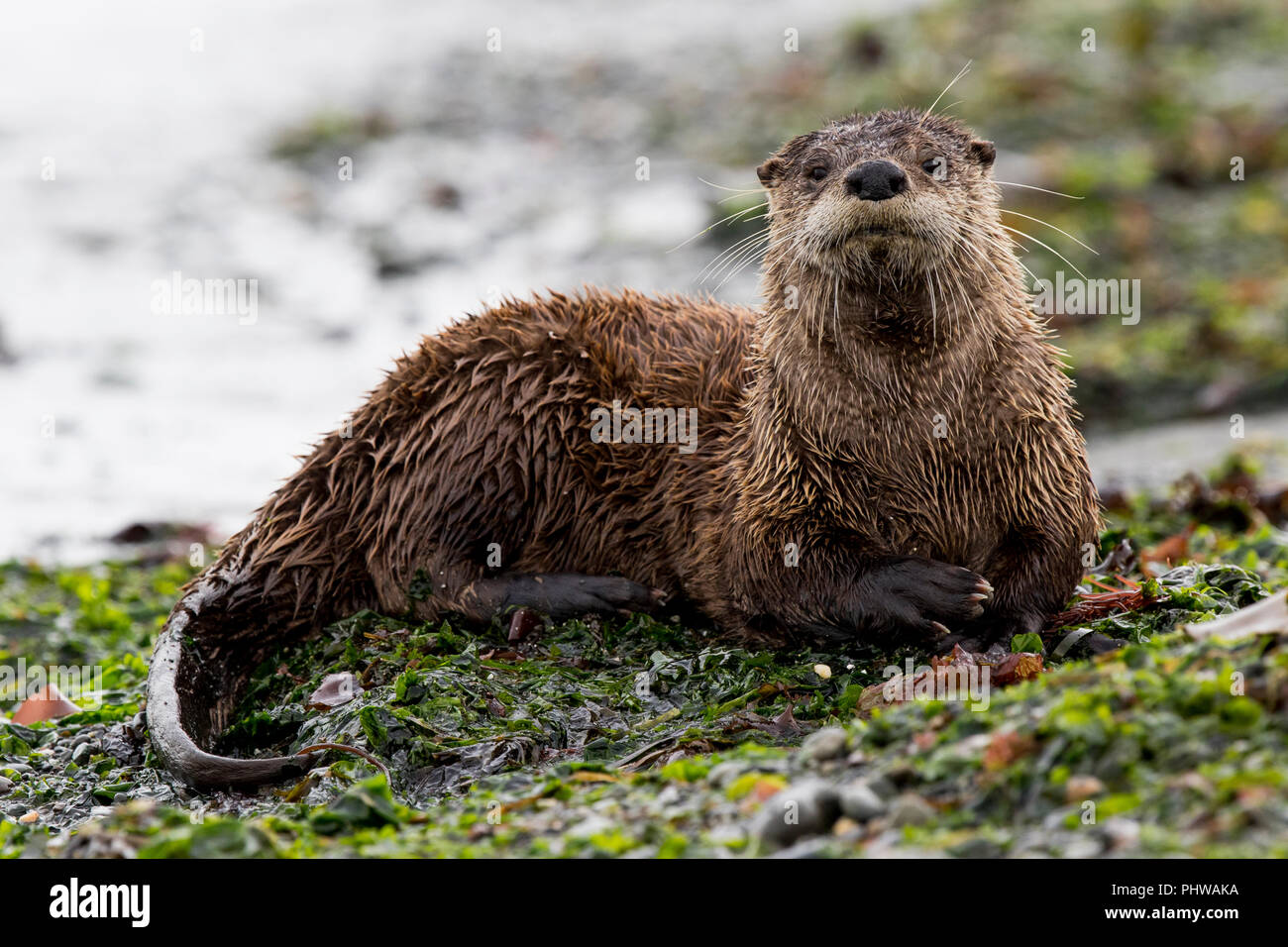 Loutre de rivière Banque de photographies et d’images à haute ...