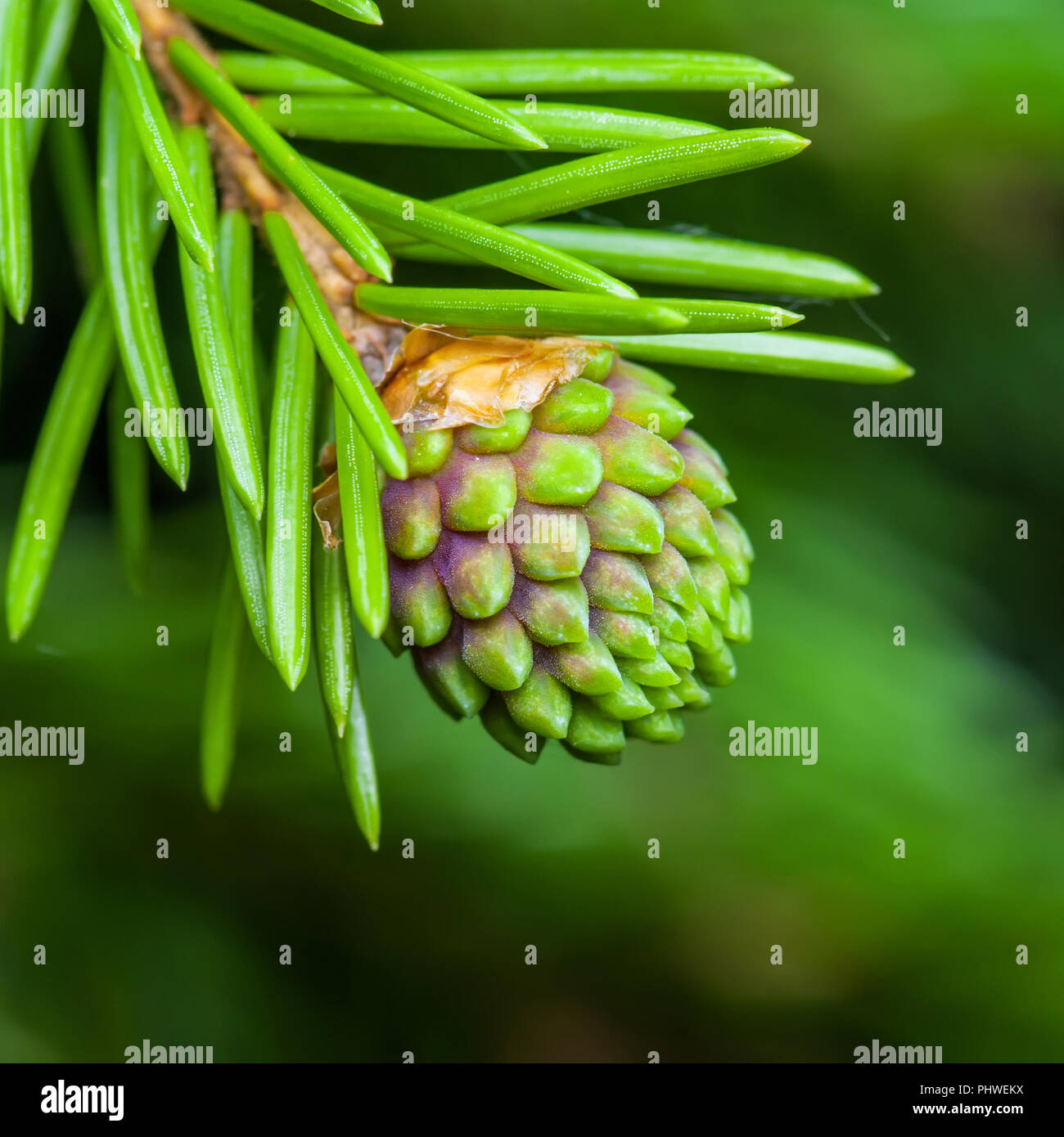 Nouvelle pousse de pin Banque de photographies et d’images à haute ...