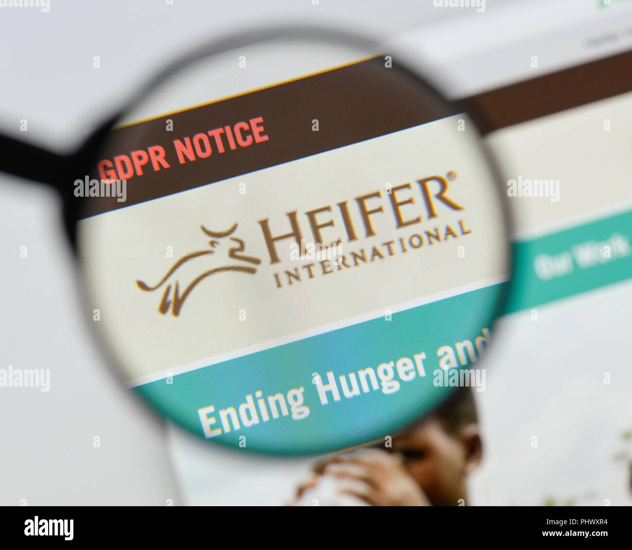 Génisse internationale Banque de photographies et d’images à haute ...