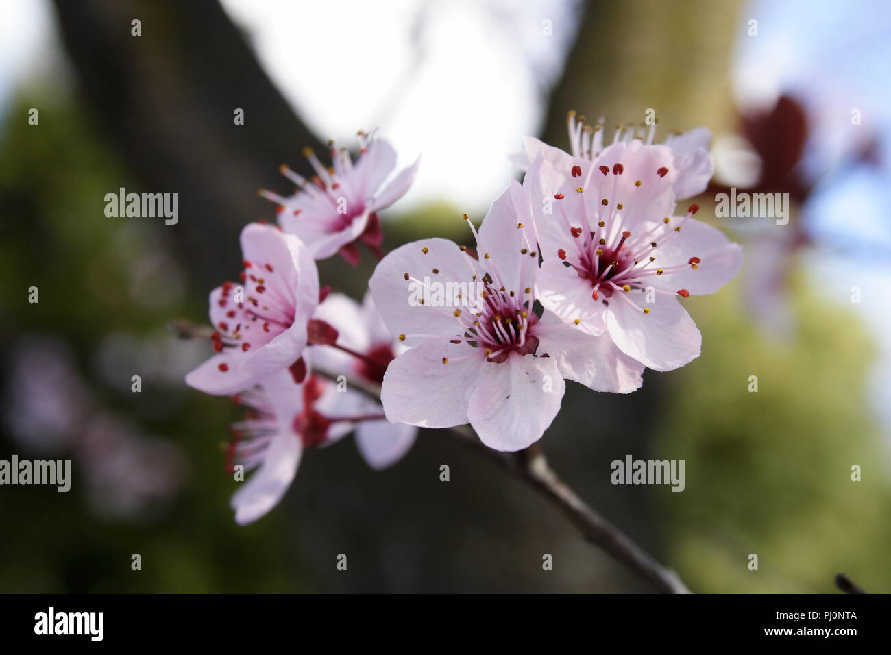Fleur de prunier rouge Banque de photographies et d’images à haute ...