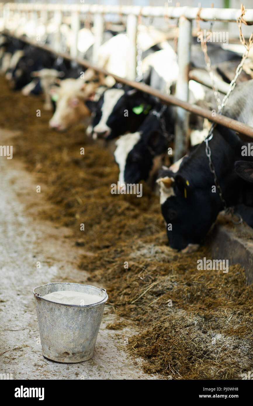 Production de lait bovin Banque de photographies et d’images à haute ...