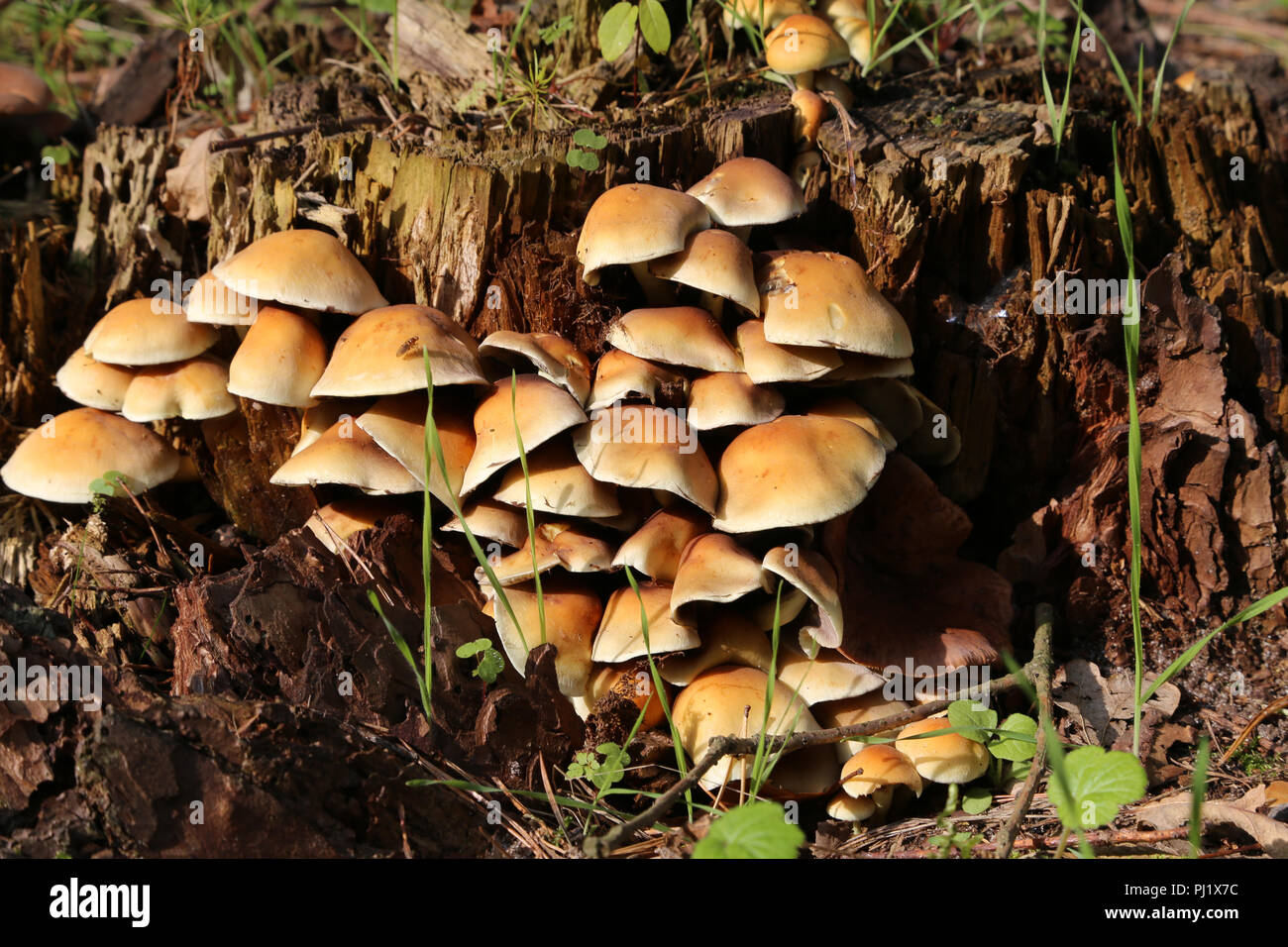 Champignons dans le sol Banque de photographies et d’images à haute ...