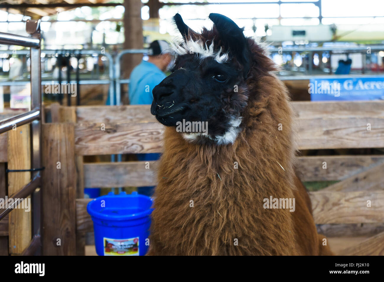 Friendly llama Banque de photographies et d’images à haute résolution ...