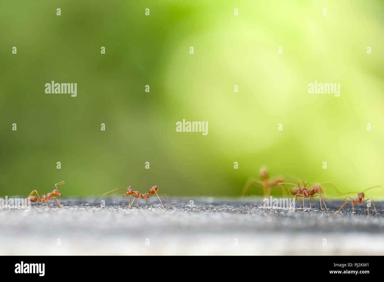 Petites fourmis alimentaire maison Banque de photographies et d’images ...