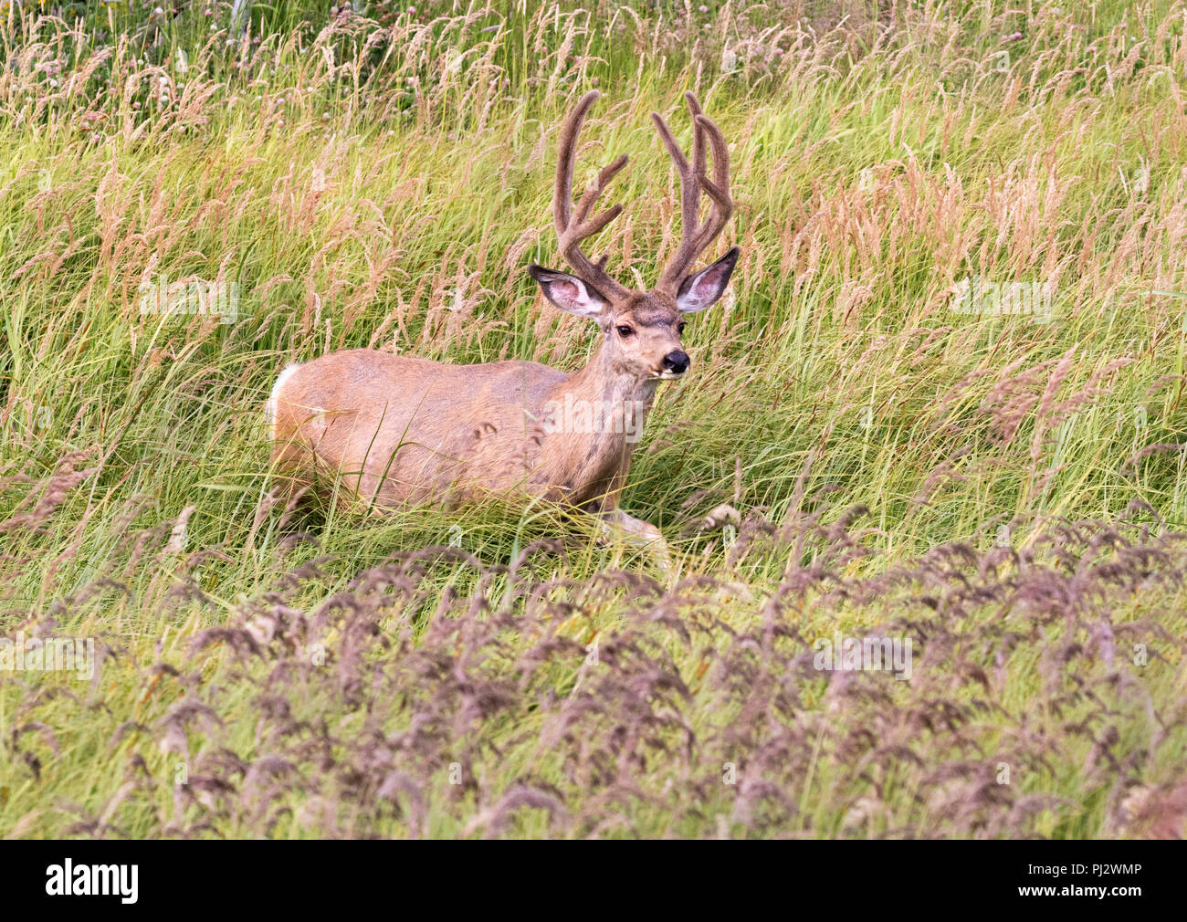 Cerf mulet queue noire Banque de photographies et d’images à haute ...