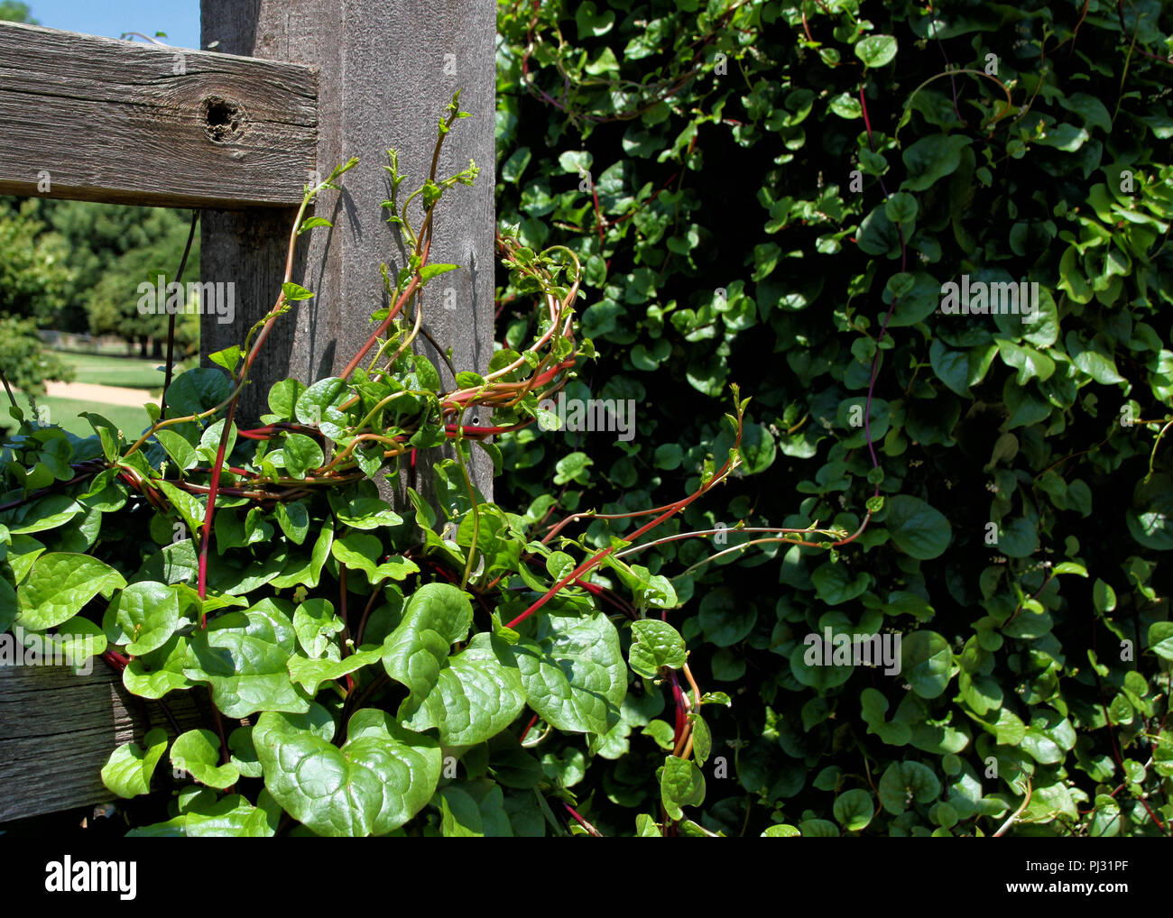 Vigne grimpante Banque de photographies et d’images à haute résolution ...