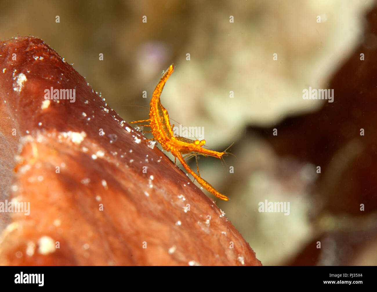 Crevette de roche sous l'eau Banque de photographies et d’images à ...