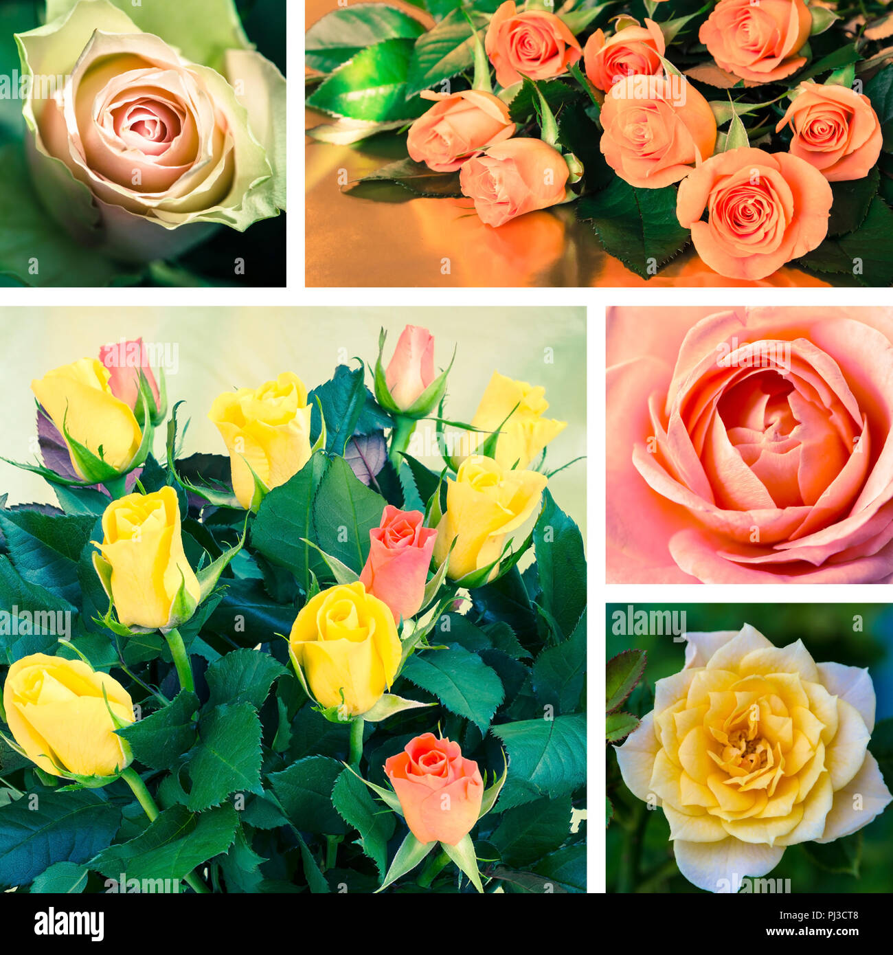 Collage de roses Banque de photographies et d’images à haute résolution ...