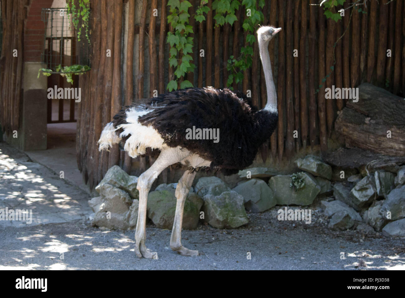 Une course d'autruche noir et blanc dans son enceinte Photo Stock - Alamy