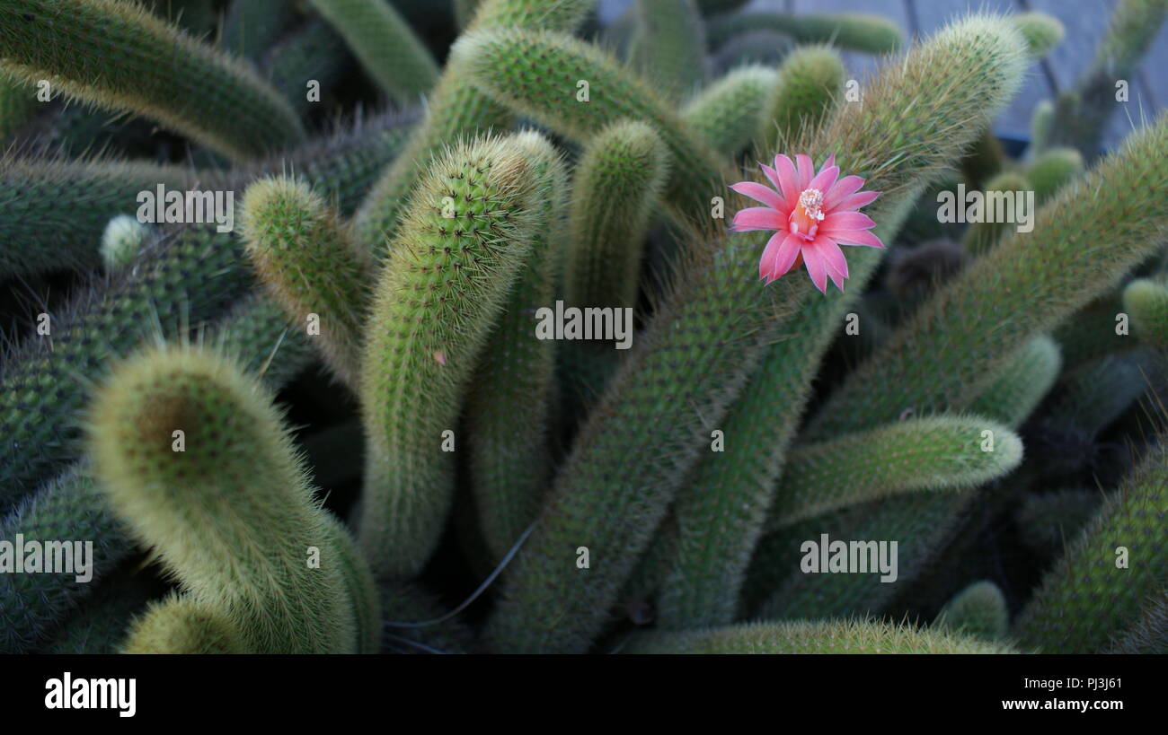 Fleur de cactus rose Banque de photographies et d’images à haute ...