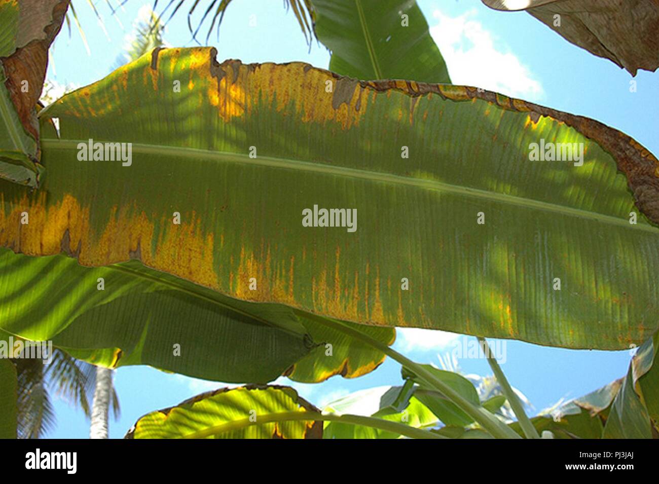 L'acarien rouge du palmier Banque de photographies et d’images à haute ...