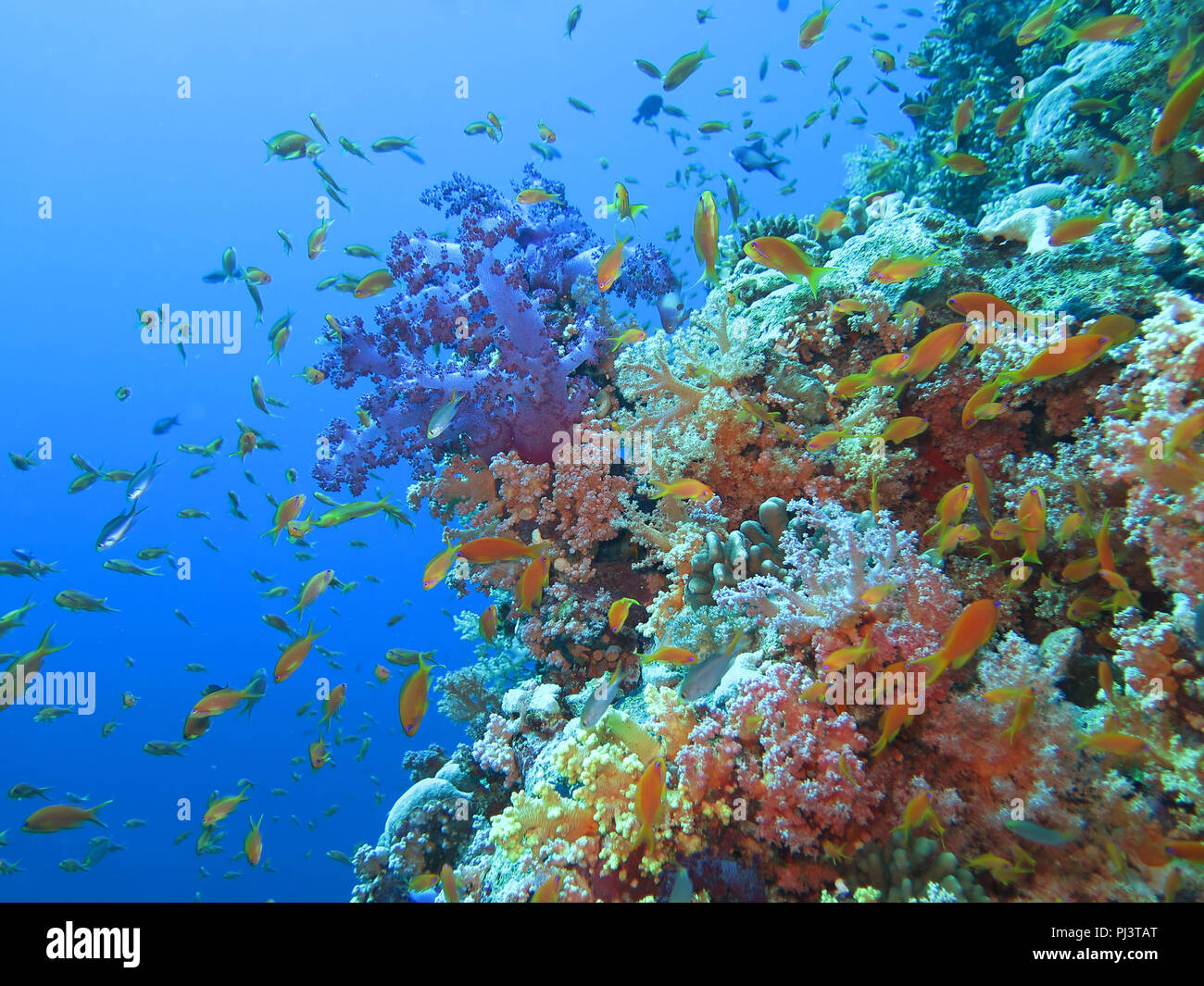 Ras mohamed Banque de photographies et d’images à haute résolution - Alamy