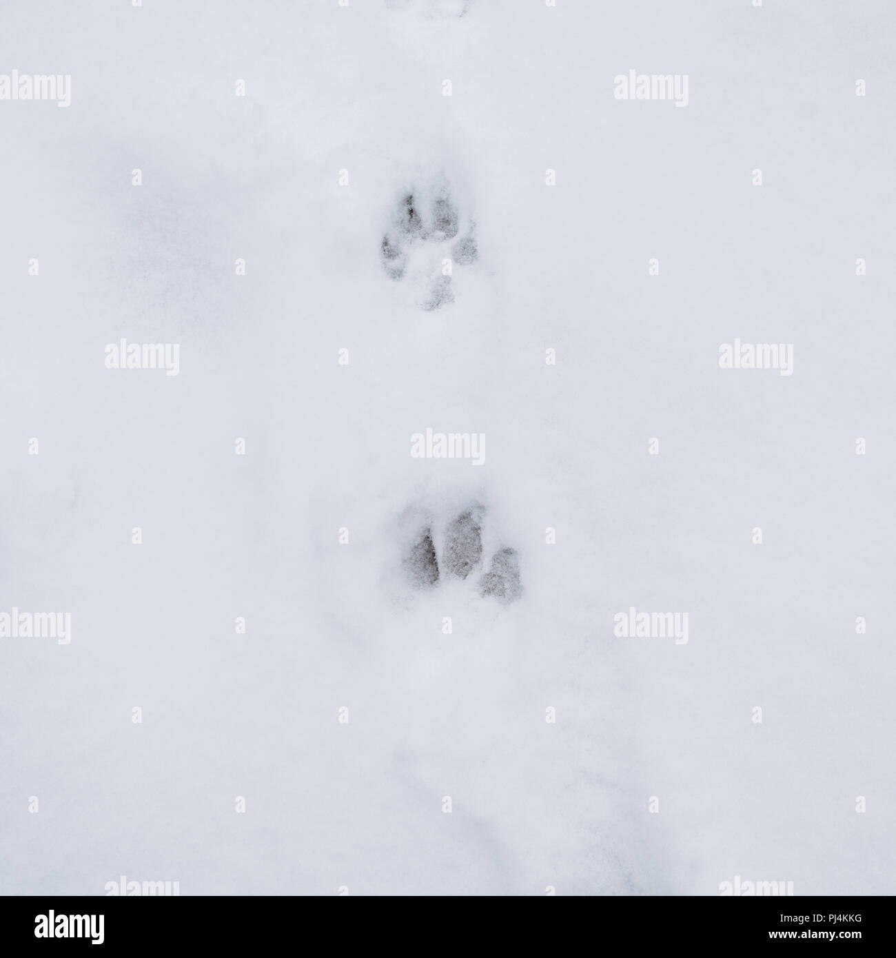Piste de loup dans la neige Banque de photographies et d’images à haute ...