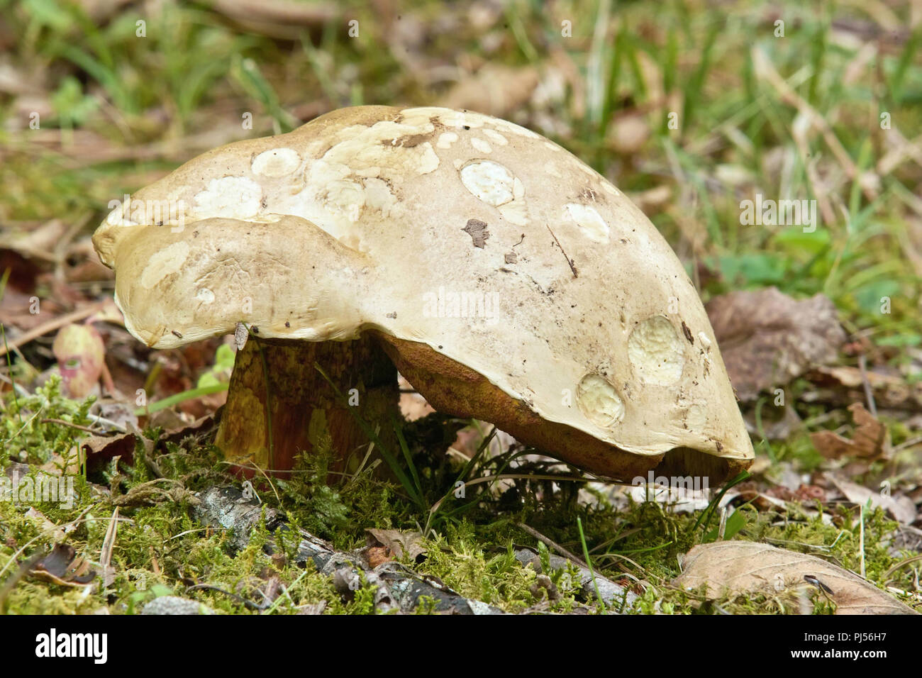 Champignons visqueux Banque de photographies et d’images à haute ...