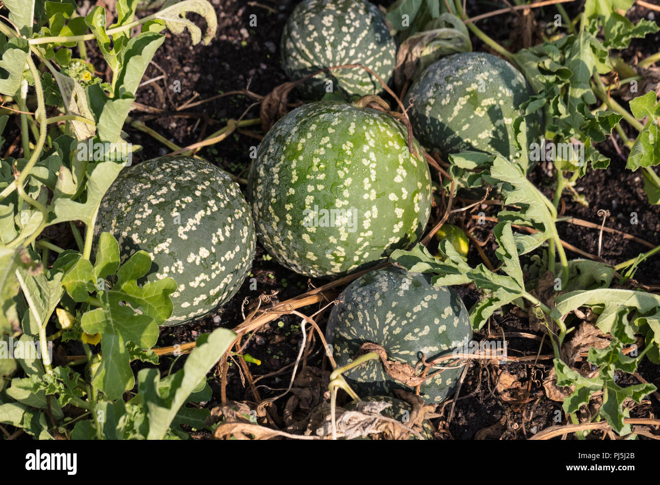 Colocynthis vulgaris Banque de photographies et d’images à haute ...