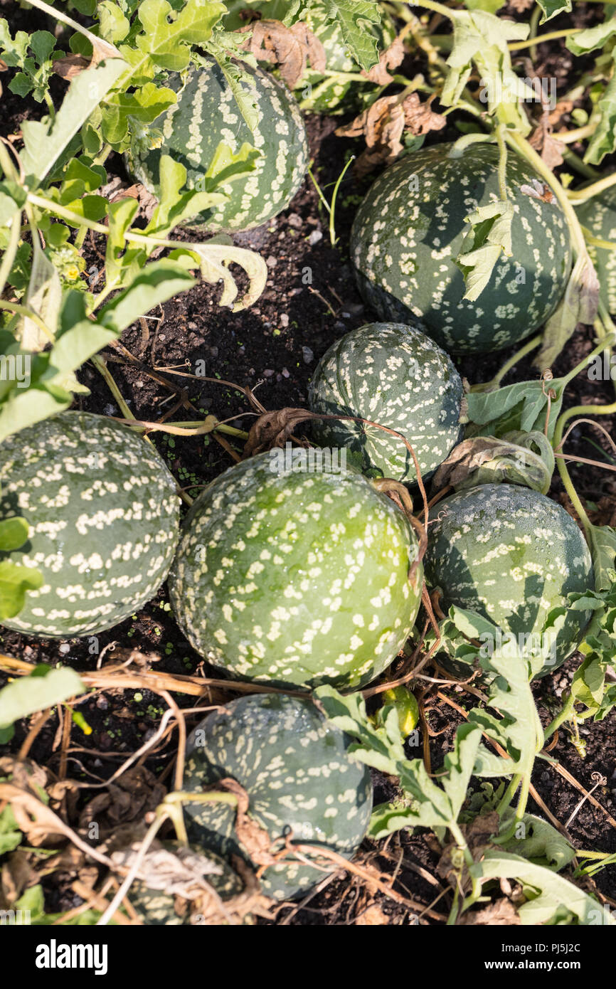 Colocynthis vulgaris Banque de photographies et d’images à haute ...