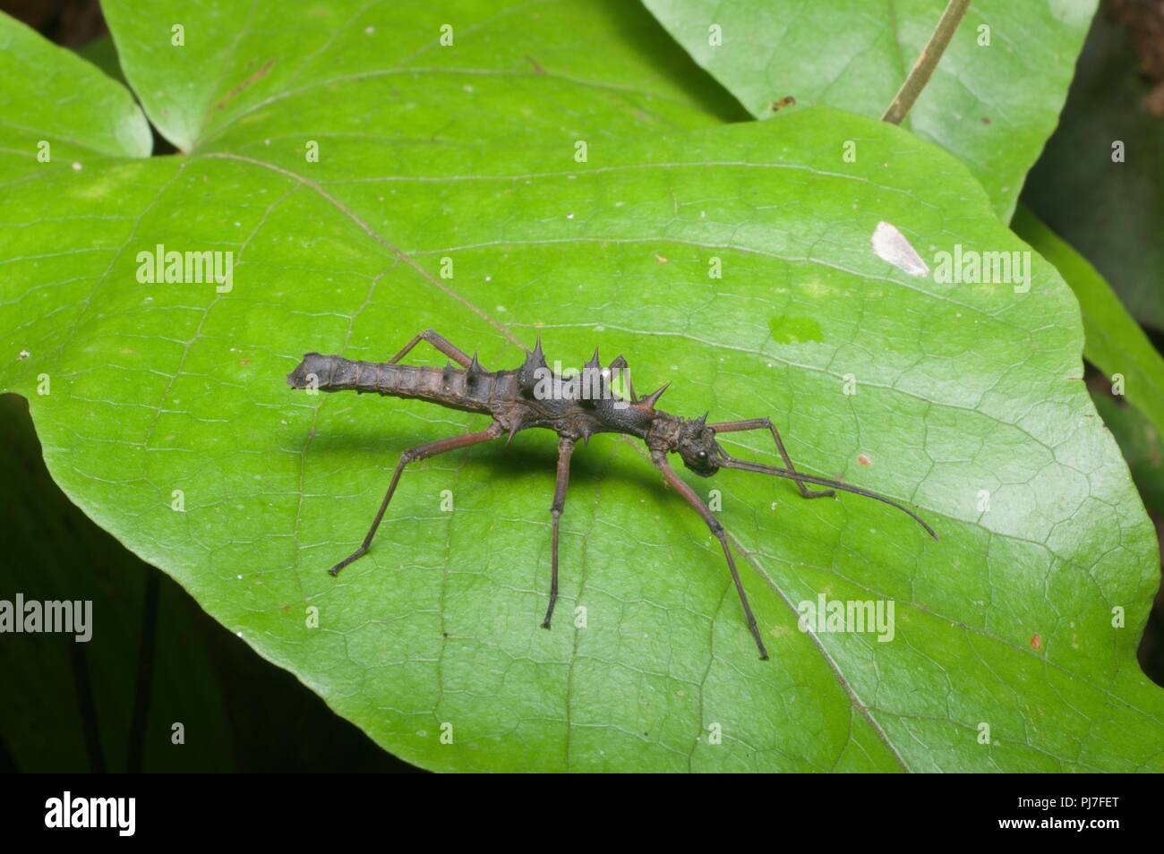 Walking stick insect camouflage Banque de photographies et d’images à ...