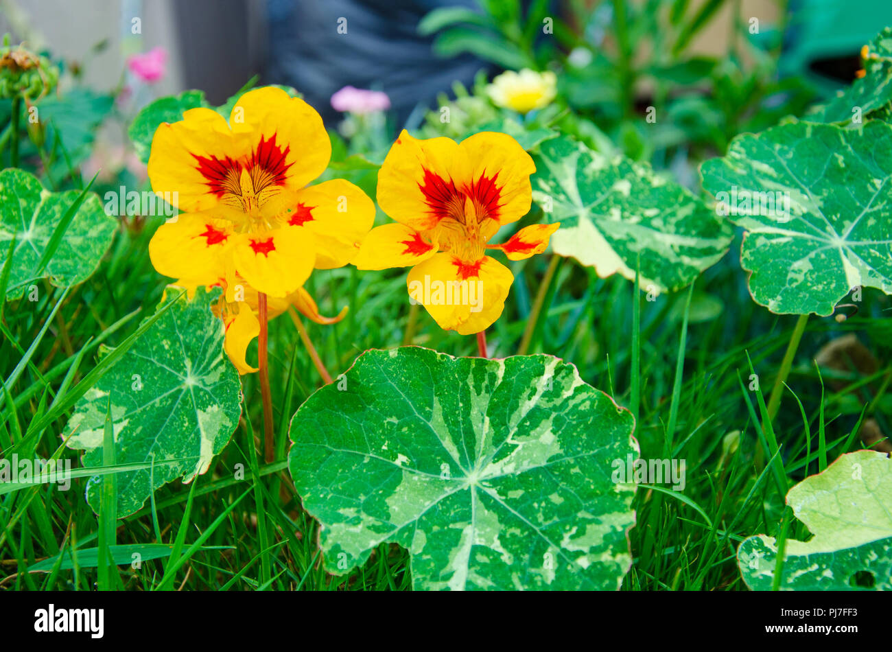 Feuilles de capucines Banque de photographies et d’images à haute ...
