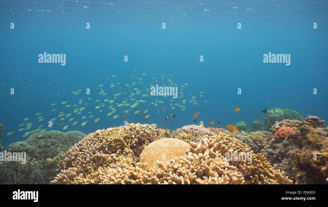 Poissons et coraux. Poissons tropicaux sur un récif de corail. Belle et ...