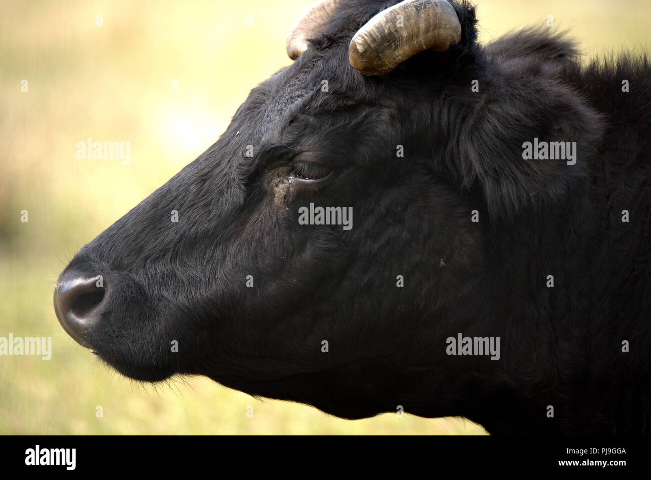 Une vache noire Banque de photographies et d’images à haute résolution ...