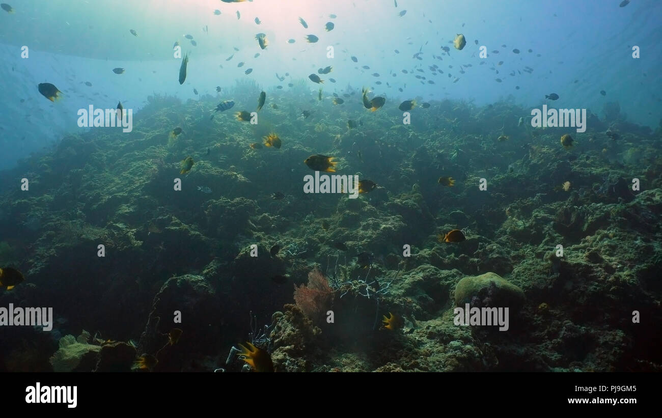 Poissons et coraux. Poissons tropicaux sur un récif de corail. Belle et ...